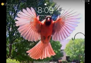 What is this icon for? (upper left hand c… - Apple Community